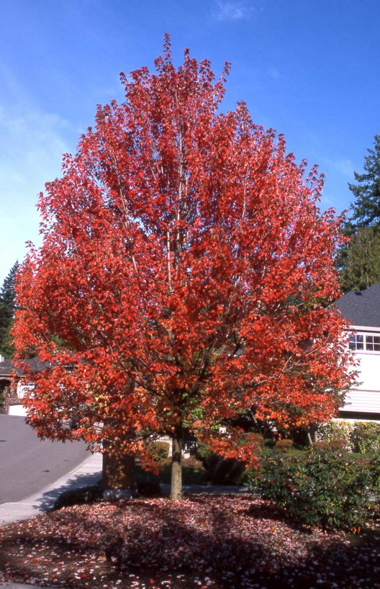 Autumn Blaze Maple – Gingerich Tree Farm