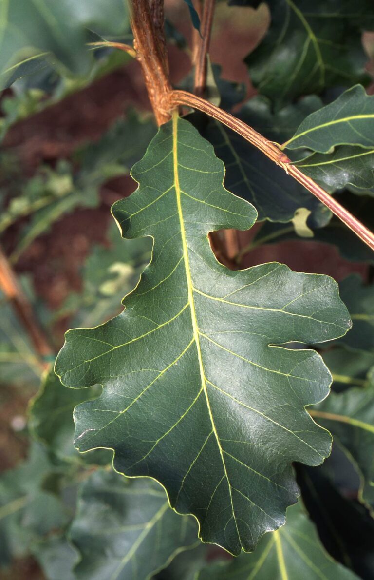 Wildlife Trees – Gingerich Tree Farm