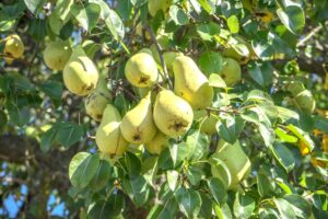 Kieffer Pear – Gingerich Tree Farm