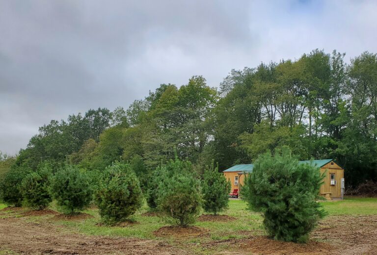 Wildlife Trees – Gingerich Tree Farm
