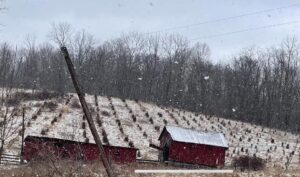 Eastern Red Cedar – Gingerich Tree Farm