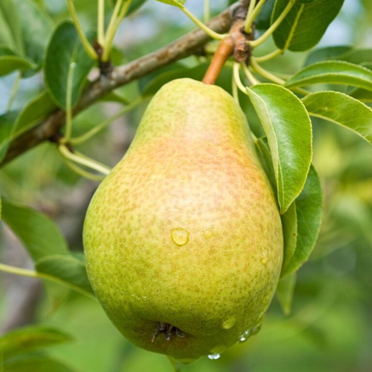 Bartlett Pear – Gingerich Tree Farm