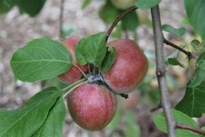 Apple – Gingerich Tree Farm