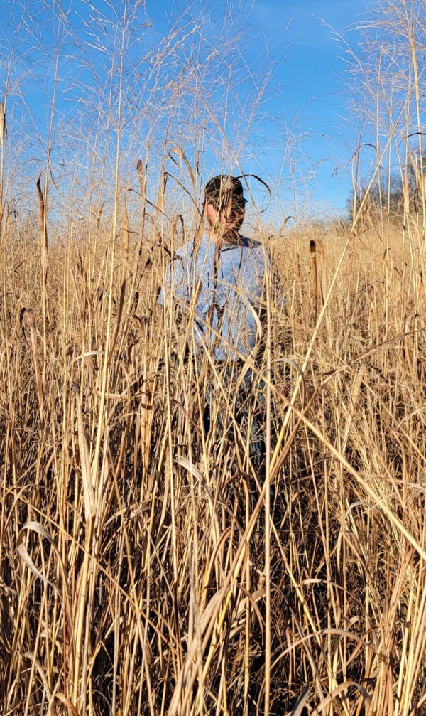 RWWP Switchgrass – Gingerich Tree Farm