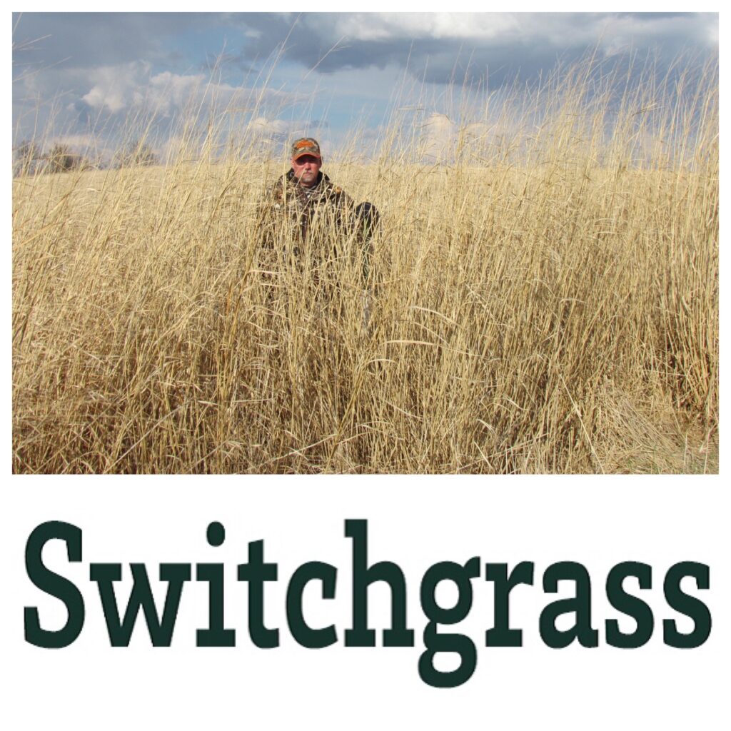 RWWP Switchgrass – Gingerich Tree Farm